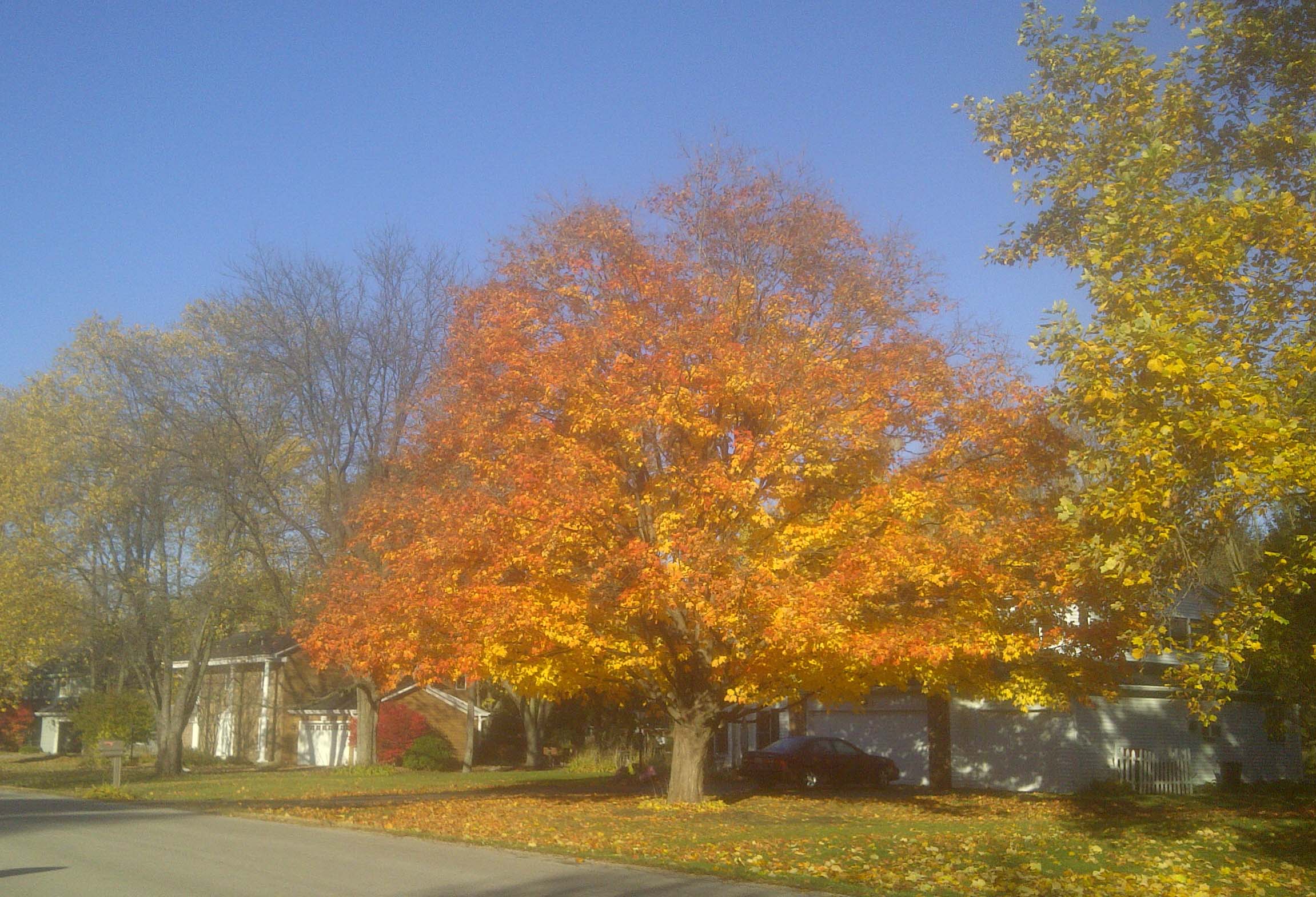 Rising Action, falling leaves | Making the Days Count